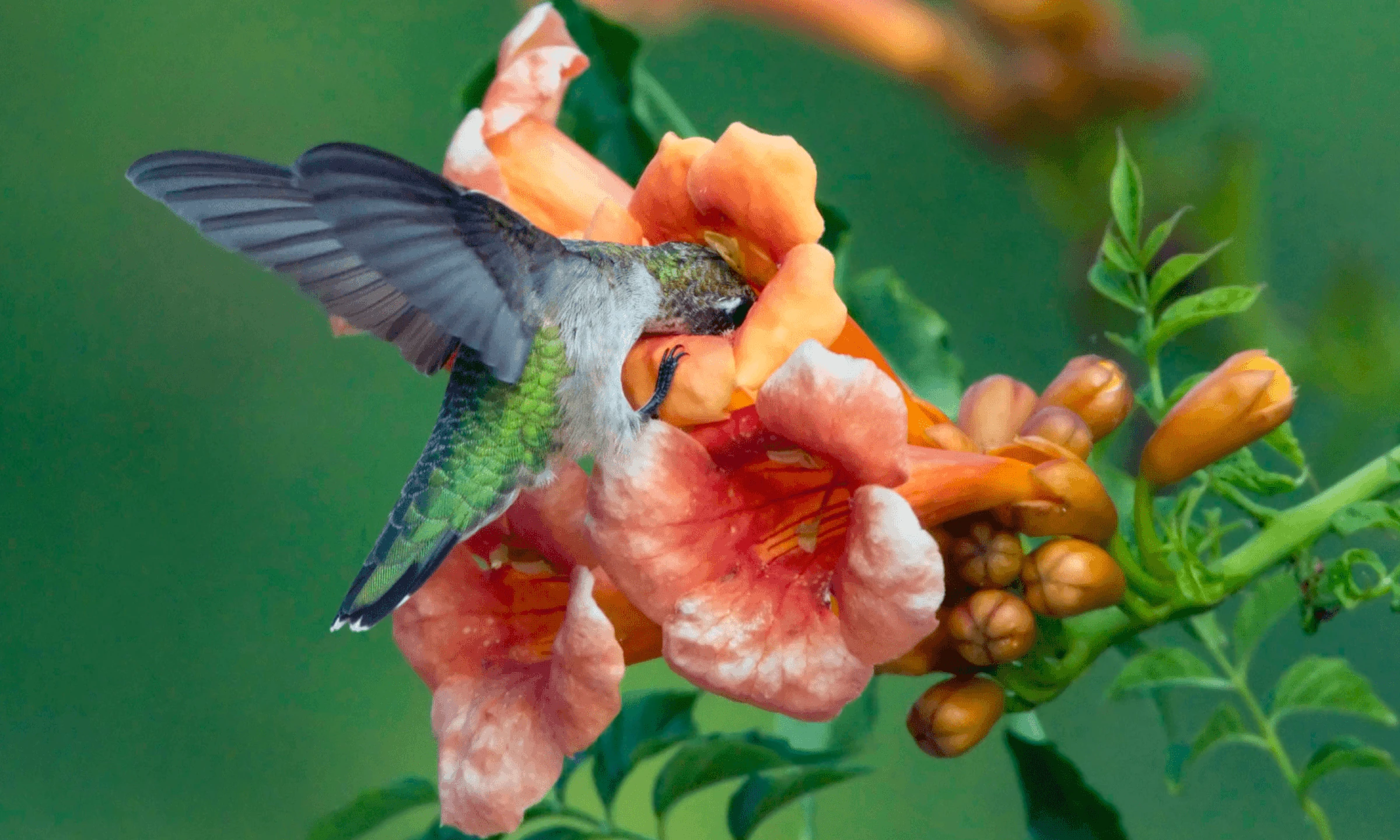 Idea Spring Speaker Series Welcomes Houston Arboretum & Nature Center ...